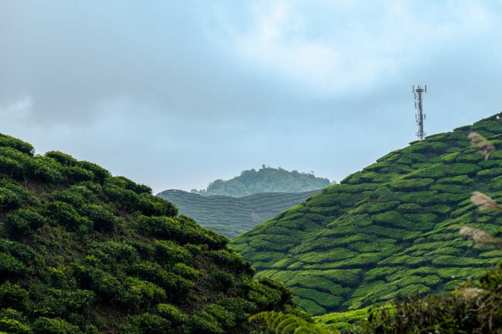 Hiking The Cameron Highlands' 2 Best Trails - Video Guide Included!